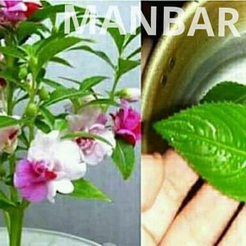 Jual jual tanaman pacar air pacar cina pohon dan benih siki - Kab ...