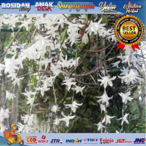 Jual anggrek merpati dewasa dendrobium/Anggrek siap tanam/Berbunga ...