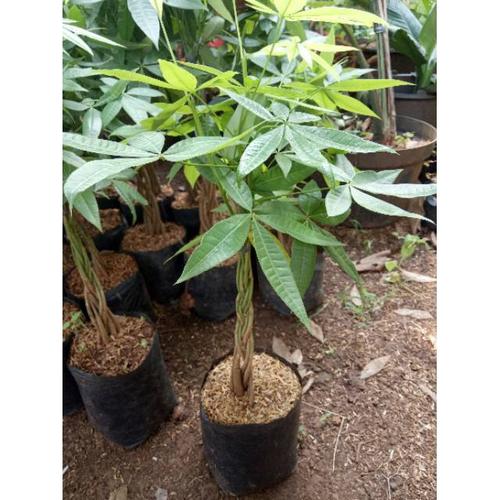 Jual Tanaman pachira kepang 6 aquatica money tree - Kab. Bogor ...