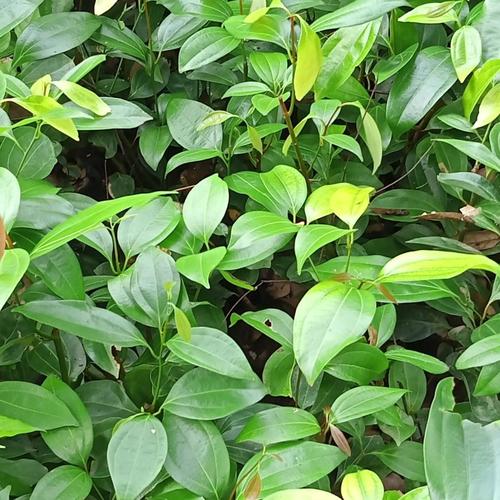 Jual bibit kayu manis asli - Kab. Kediri - Rachelia pusat Grosir Bibit ...
