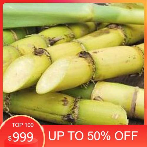 Jual Ready stock Tebu kuning segar 1kg rasa manis - Jakarta Pusat ...