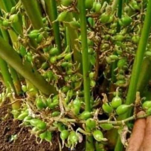 Jual BIBIT TANAMAN KAPOL INDIA/KAPOL INDIA UNGGUL/KAPOLAGA INDIA SUPER ...