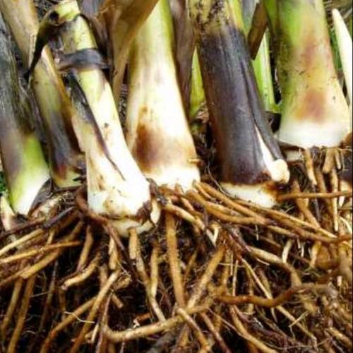 Jual Akar pohon pisang segar 1kg organik - Jakarta Selatan - leuweungku ...