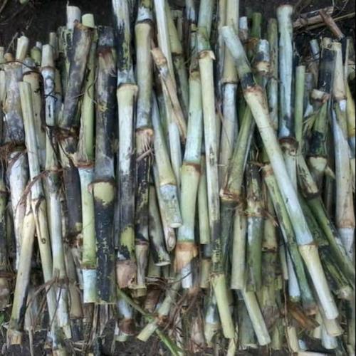 Jual Bibit rumput gajah raja king grass cutingg stek pakan bernutrisi ...
