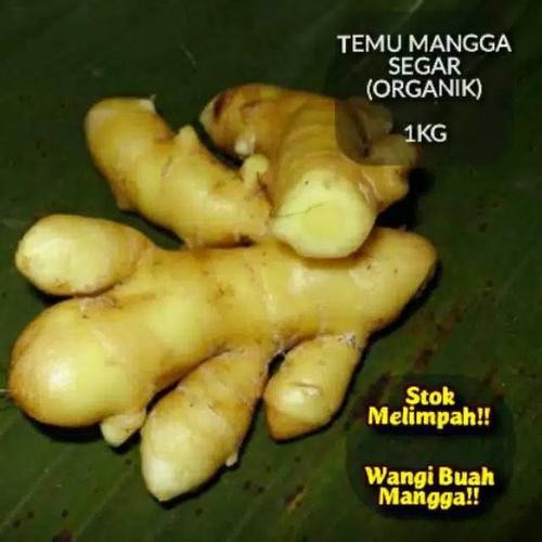 Jual Temu mangga/kunyit mangga 1kg basah segar organik - Jakarta ...