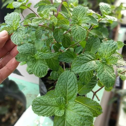 Jual pohon mint - pohon herbal min - tanaman mint - Kab. Bogor - Taman ...