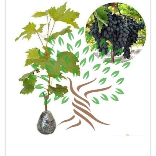 Jual bibit tanaman buah anggur impor black panther-bibit anggur import ...