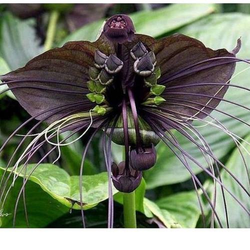 Jual Bibit bunga tacca - anggrek kelalawar hitam - tacca unik dan ...