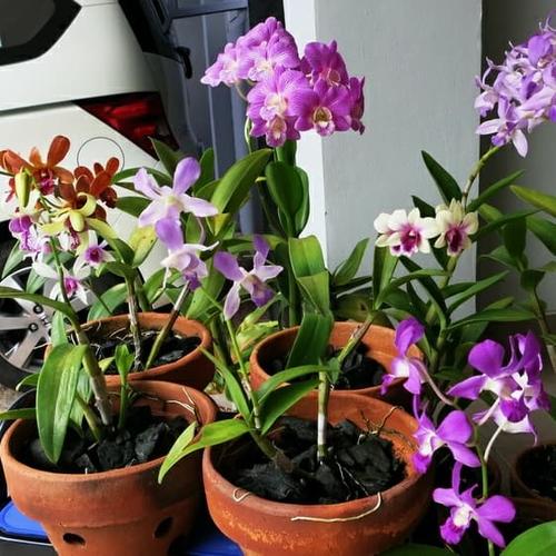 Jual Pot Anggrek / Pot Terracotta / Pot Tanah Liat (Dijamin Subur Akar ...