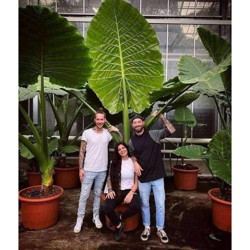 Jual Tanaman hias talas / sente hijau / keladi / alocasia - Kota Depok ...