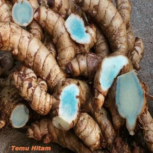 Jual Temu hitam basah segar 250 gram kunyit kunir temu ireng - Jakarta ...