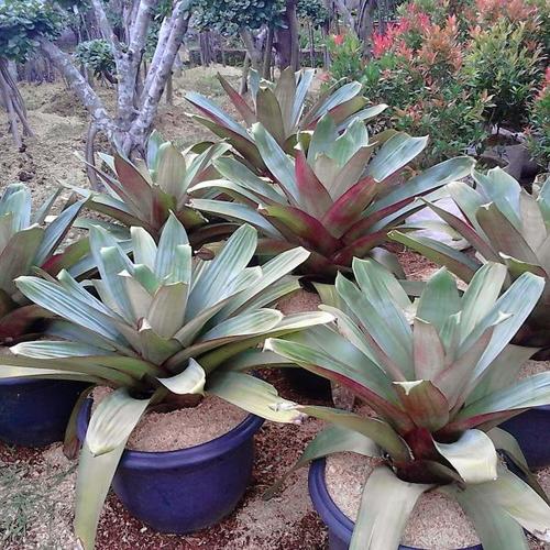 Jual tanaman hias bromelia giant | pohon bromel giant - Kab. Bogor ...