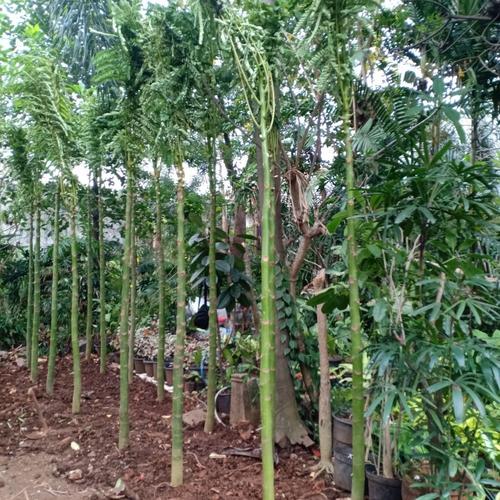 Jual Pohon Solobium / Parahiba - Jakarta Barat - dayplant landscape ...