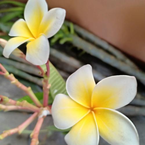 Jual Bibit stek kamboja bali (plumeria) bunga putih bali - Jakarta ...