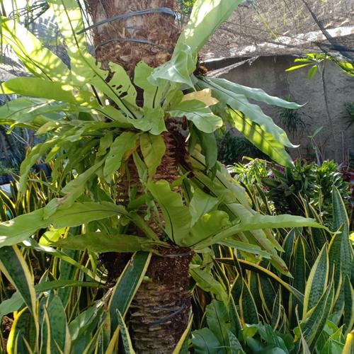 Jual Kadaka - Tanaman Tempel - Jakarta Barat - dayplant landscape ...