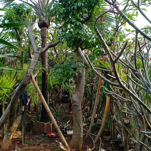 Jual Pohon Baobab / Kaki Gajah / Adonsinia - Jakarta Barat - dayplant ...