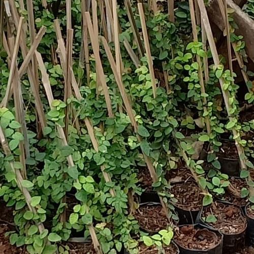 Jual Tanaman Rambat Dolar - Pohon Dolar - Jakarta Barat - dayplant ...