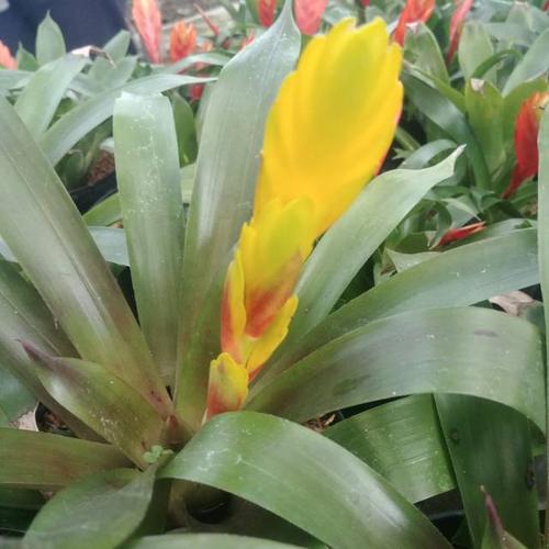 Jual Tanaman hias bromelia vreasea kuning - Kota Batu - Green Leaf ...