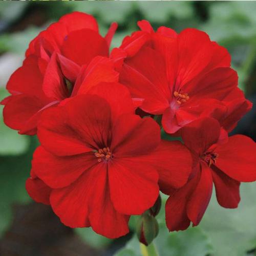 Jual Tanaman bunga geranium merah - Kota Batu - Green Leaf Plant ...