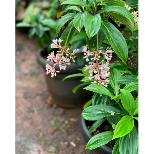 Jual Tanaman herbal parijoto pink - Kota Batu - MAHKOTA BUNGA FLORA ...