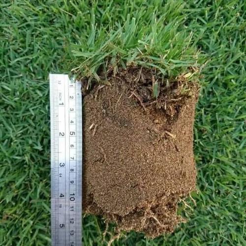Jual Benih rumput manila - bibit rumput manila - biji rumput joysia 1kg ...