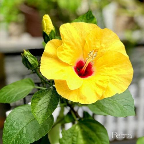 Jual tanaman hias kembang sepatu bunga kuning - Kab. Bogor - Only ...