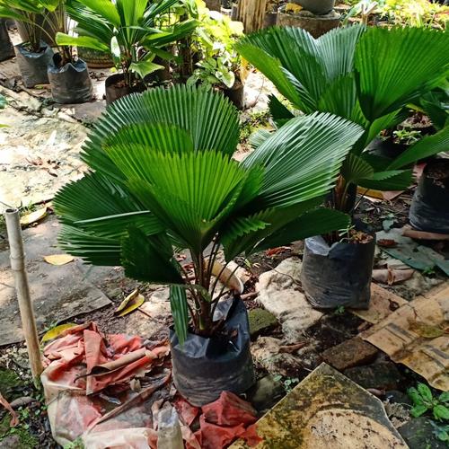 Jual Pohon Palem Kol Tinggi 60-80 cm - Jakarta Barat - dayplant ...
