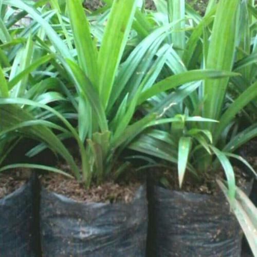 Jual pandan wangi/pohon pandan wangi - Jakarta Selatan - anto flora ...