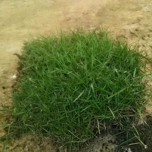 Jual TANAMAN RUMPUT HIDUP JEPANG/PEKING 30 cm x30 cm - Jakarta Selatan ...