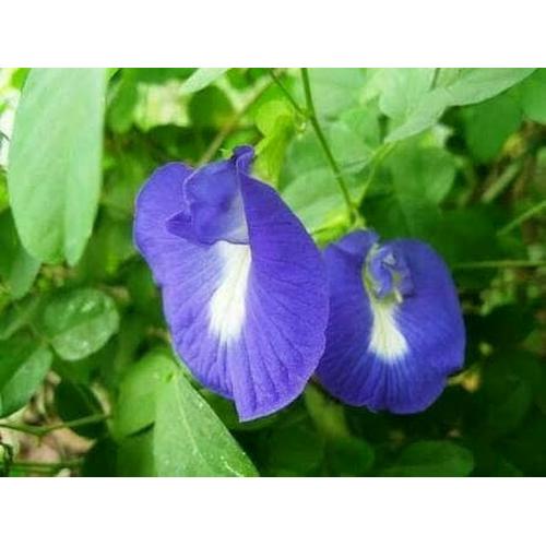 Jual Bunga Telang Tanaman Rambat - Tanaman Hias Rambat - Jakarta ...