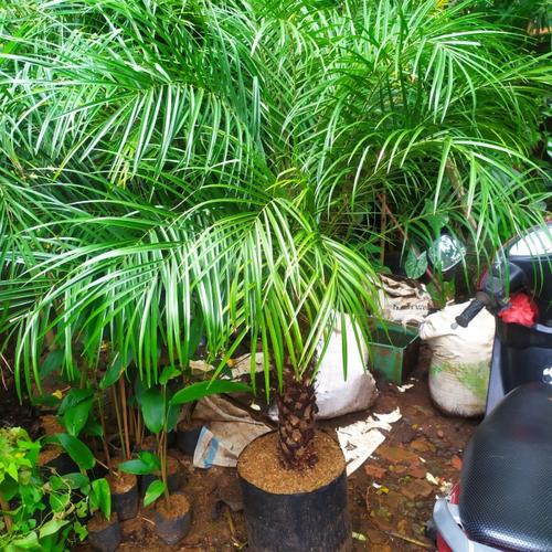 Jual Palem Phoenix - Pohon Palem Phoenix - Tanaman Palem Hias - Jakarta ...