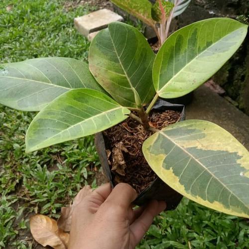 Jual Tanaman Hias Indoor Karet Kebo Variegata Golden - Ficus Elastica ...