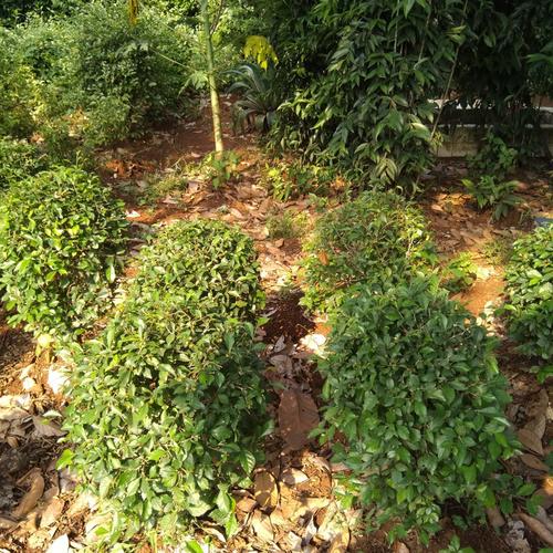 Jual Tanaman Hias Teh-tehan Bentuk Bulat - Jakarta Selatan - antoflora ...