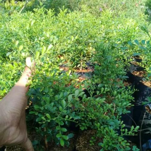 Jual Pohon Kemuning Mini - Tanaman Hias Kemuning Mini / Kemuning Micro ...