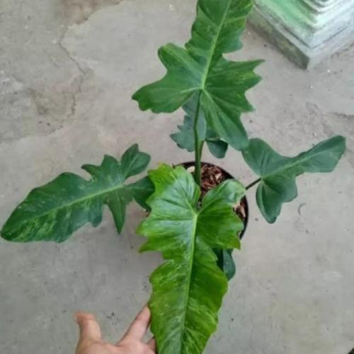 Jual Philo Dragon / Philodendron Naga Tanaman Hias Pohon Philo Dragon ...