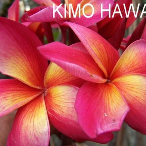 Jual Stek Pohon Kamboja Bali (Plumeria) bunga Kimo Hawai - Jakarta ...