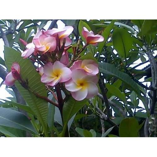 Jual Bibit Stek Pohon Kamboja (Plumeria) Pink Rose - Jakarta Barat ...