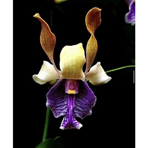 Jual bibit anggrek dendrobium vio x-tanaman hidup-bunga hidup - Kab ...