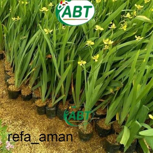 Jual Tanaman Airis Tanaman Irish Tanaman Airis Bunga Kuning - Kota ...