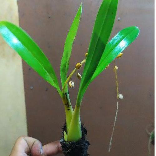 Jual Ready anggrek ERIA HUTAN per batang - Jakarta Pusat ...