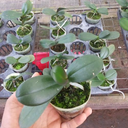 Jual bibit anggrek bulan seedling - Jakarta Pusat - LarisAutomotif ...