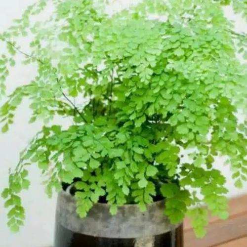 Jual Tanaman hias suplir / pakis suplir - Kab. Bogor - Lita green ...
