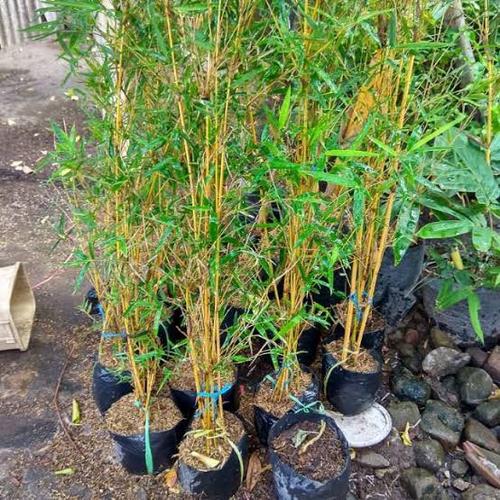 Jual Bibit Bambu kuning rimbun tinggi 1m up - Kab. Kediri - Sijaya ...