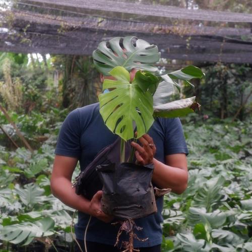 Jual monstera king deliciosa remaja - 1 - 2 - Kab. Bogor ...