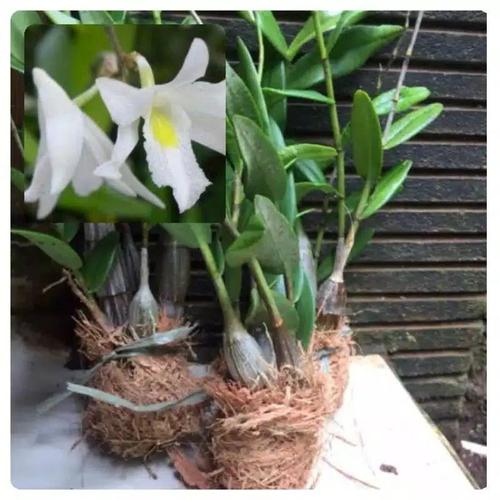 Jual anggrek merpati siap berbunga/dendrobium dewasa - Kab. Pangandaran ...
