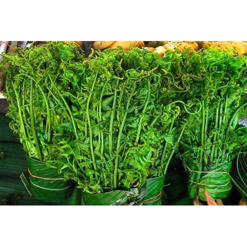 Jual Daun Pakis Sayur segar 1 kg ( Dipetik saat ada orderan masuk ...