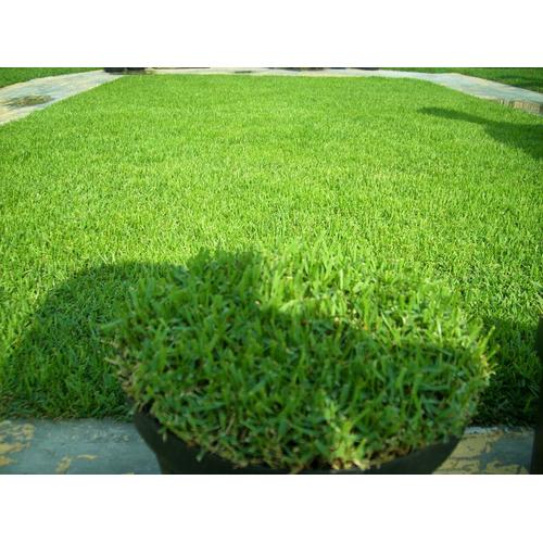 Jual tanam rumput taman rumput jepang rumput Peking rumput swiss - Kab ...