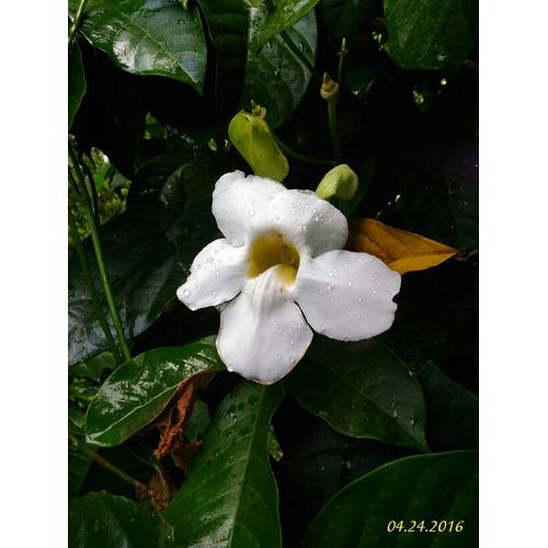 Jual thunbergia putih, tanaman rambat bunga putih - Kab. Bogor ...