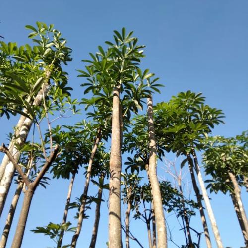 Jual Pohon pelindung pulai/pule - Kota Depok - toko taman bunga serasi ...