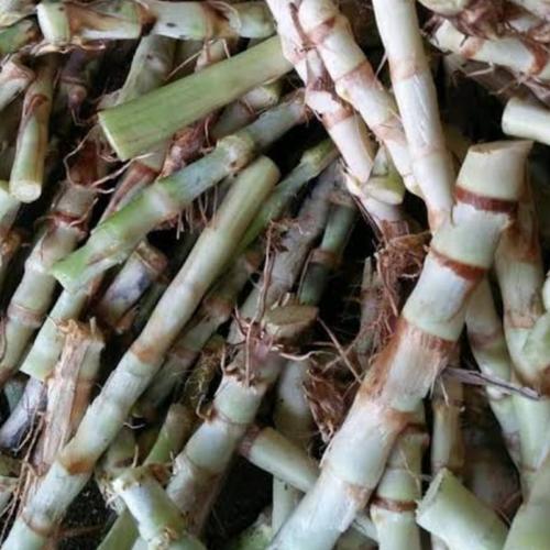 Jual benih rumput odot - tanaman rumput odot - rumput odot perbatang ...